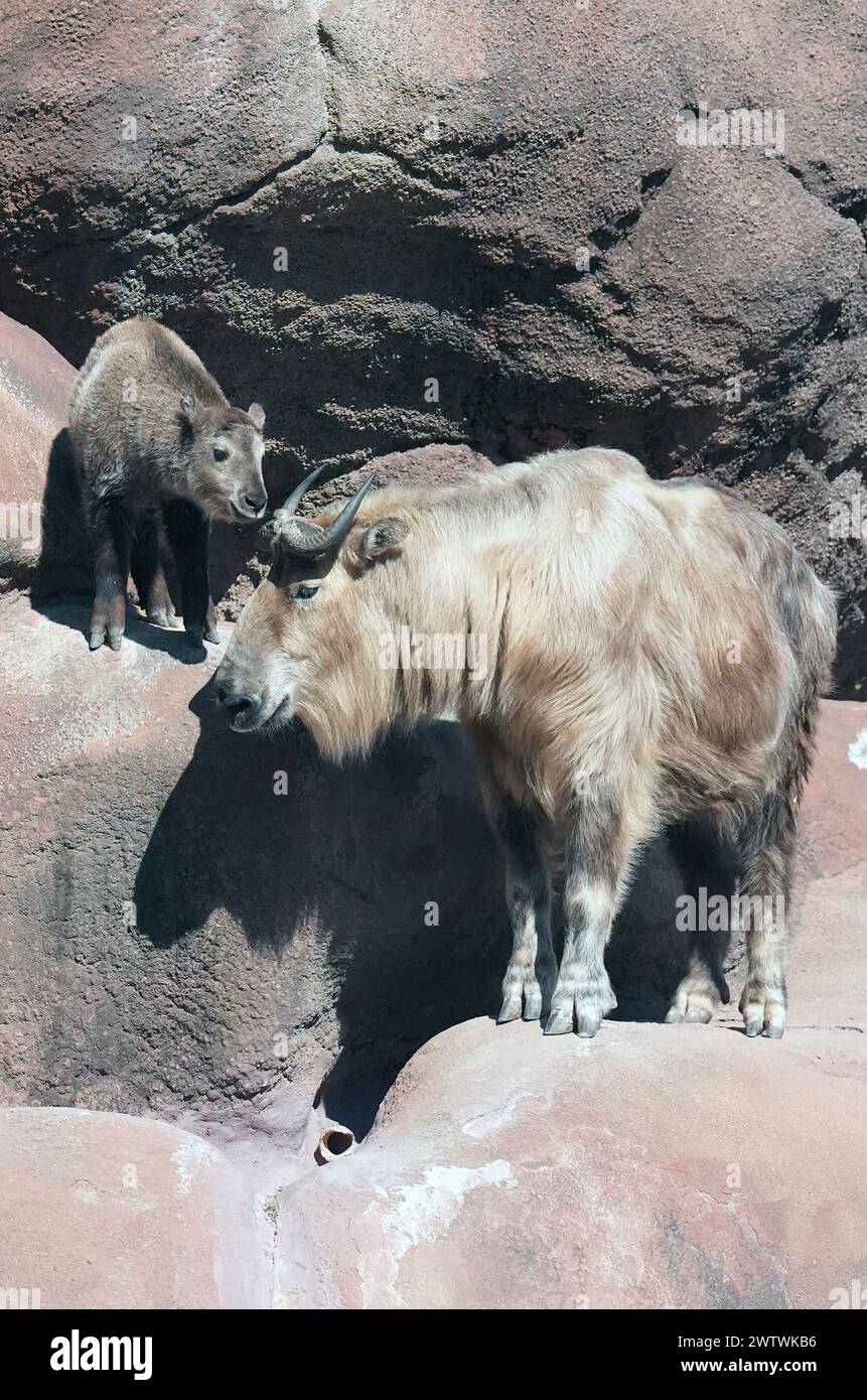 St. Louis, United States. 19th Mar, 2024. A baby Sichuan takin female ...
