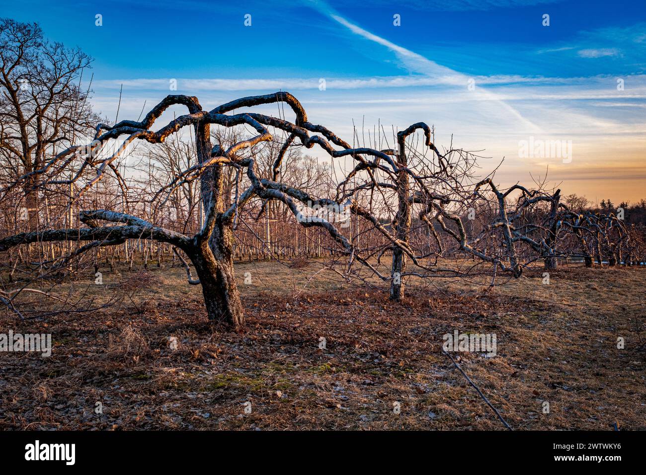 Apples on tree farm hi-res stock photography and images - Alamy
