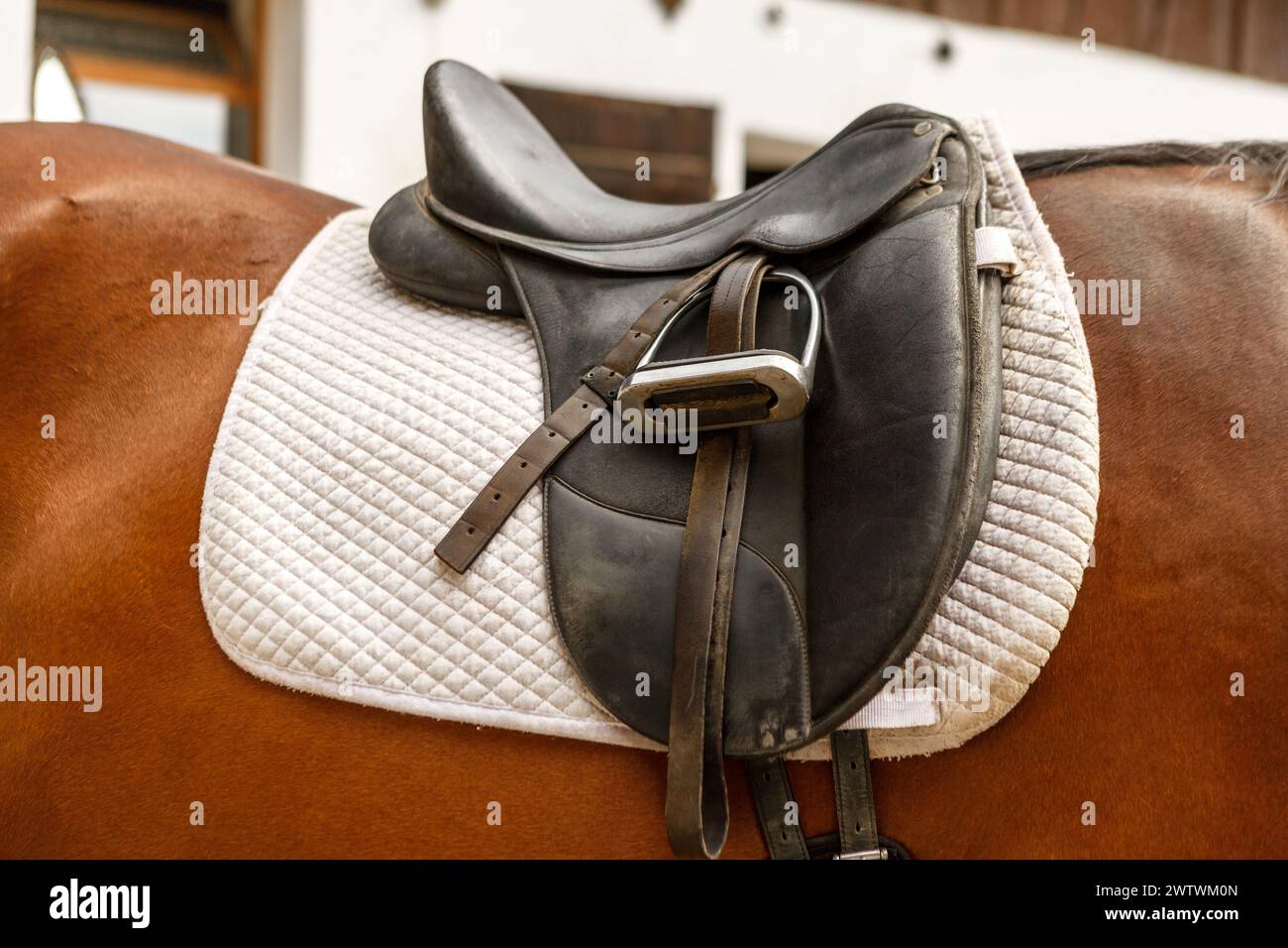 English saddle hi-res stock photography and images - Alamy