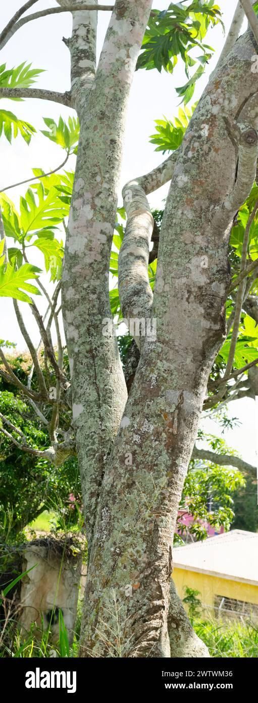 Closeup breadfruit hi-res stock photography and images - Alamy