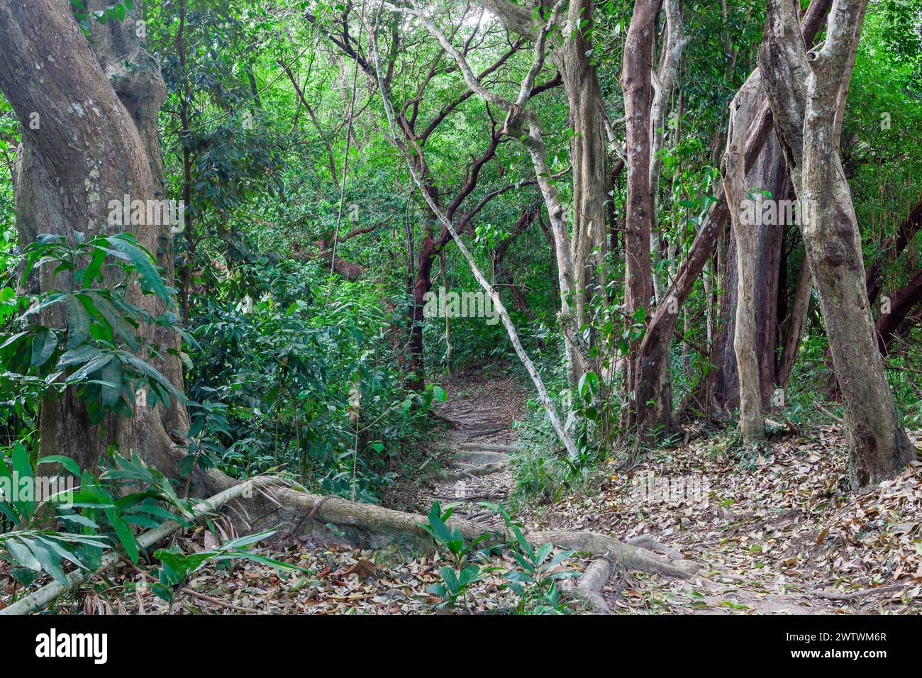 Trail through rainforest of Penang island. Hiking in tropical forest in ...