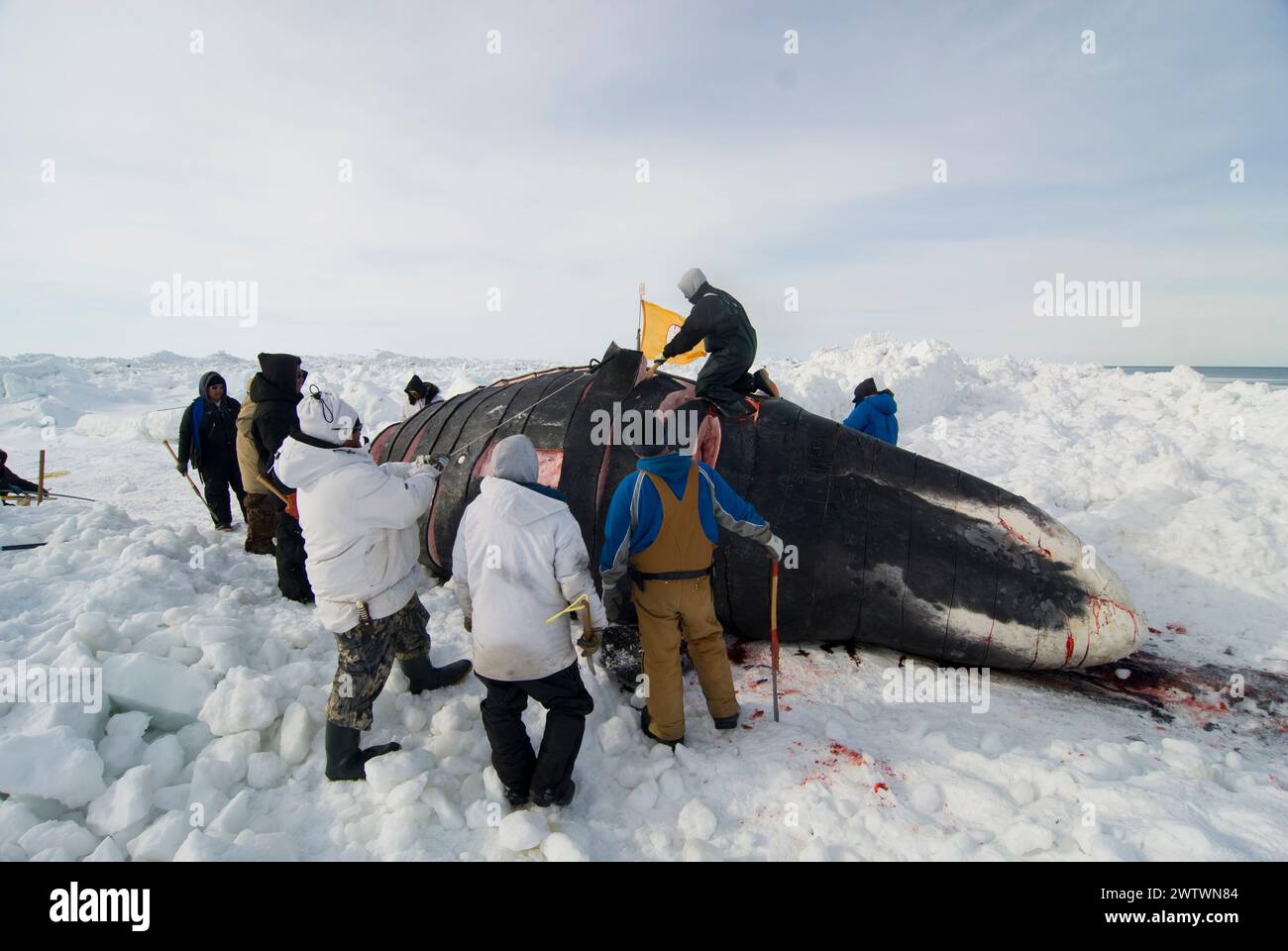 Inupiaq subsistence whalers bowhead whale catch on the pack ice during ...
