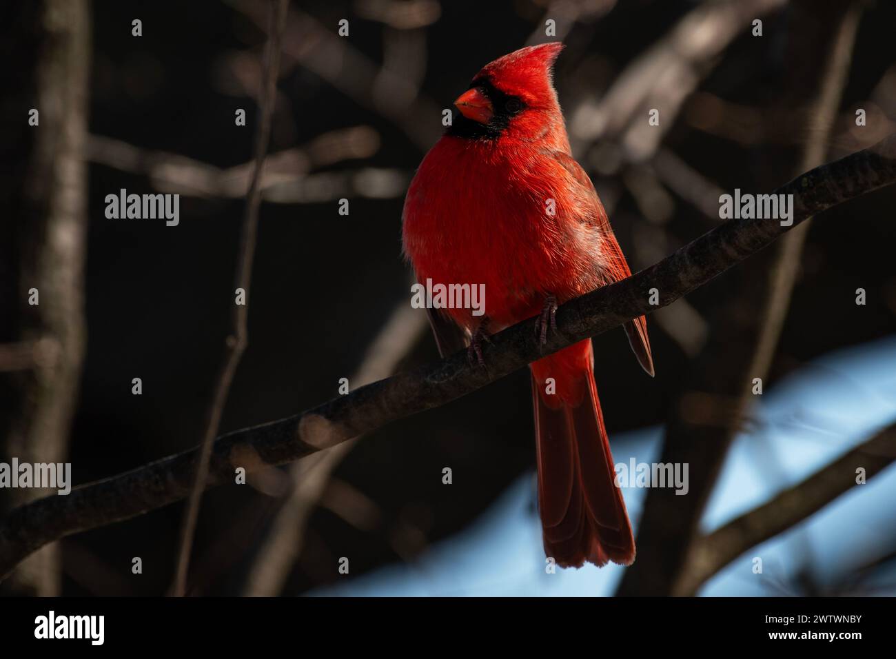 A northern cardinal on a branch, Cardinalis cardinalis Stock Photo - Alamy