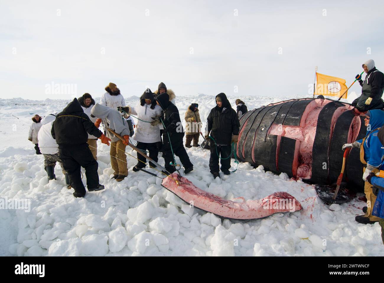 Inupiaq subsistence whalers bowhead whale catch on the pack ice during ...