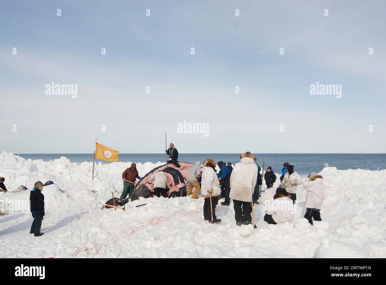 Inupiaq subsistence whalers bowhead whale catch on the pack ice during ...