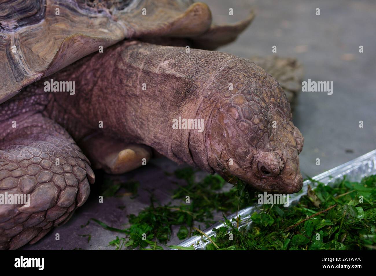 A spur-bearing turtle Latin Centrochelys sulcata with a beautiful shell ...