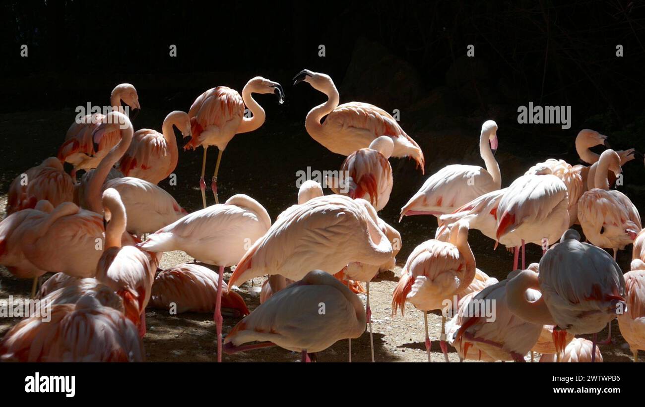 Los Angeles, California, USA 18th March 2024 Flamingos at LA Zoo on ...
