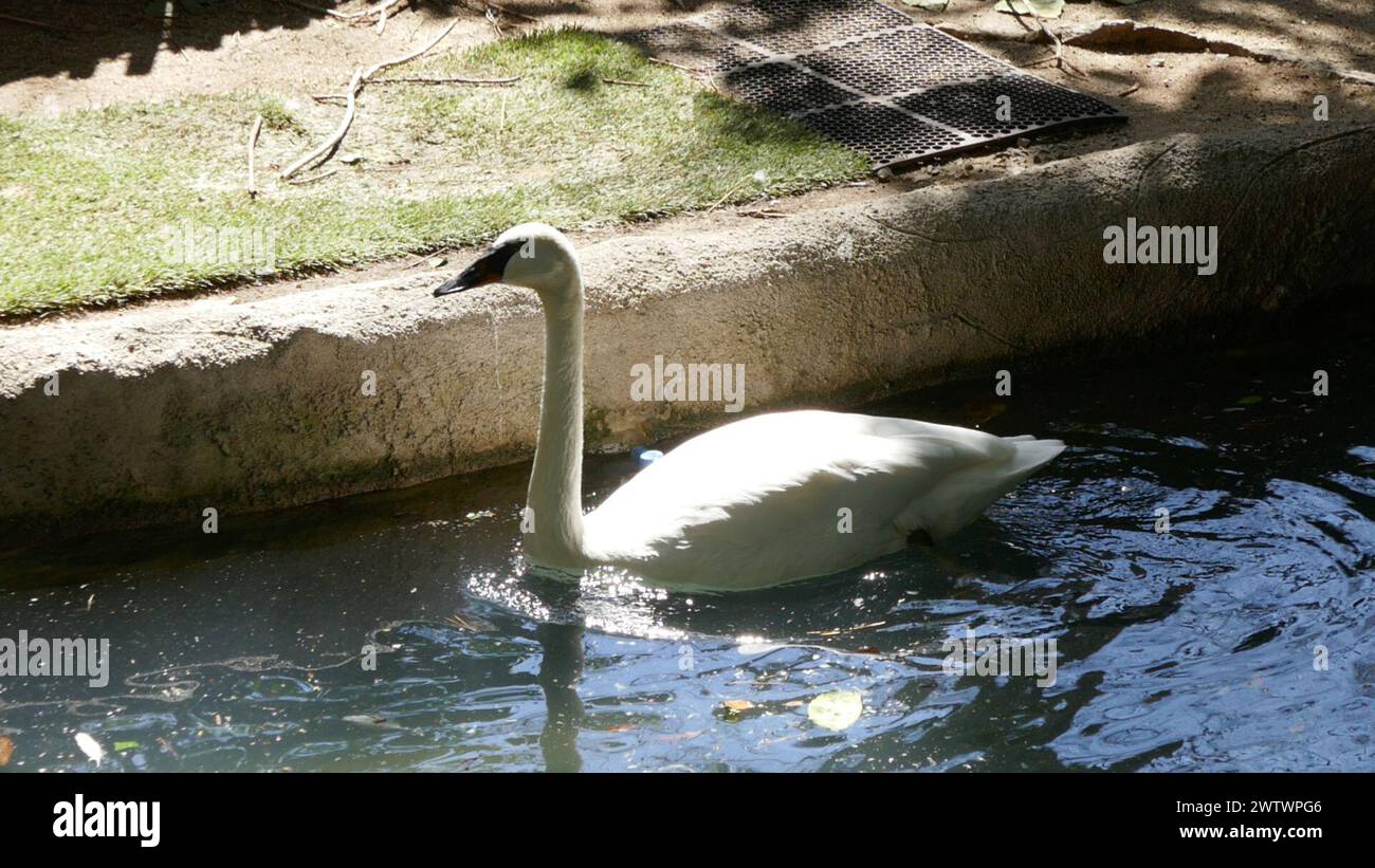 Los Angeles, California, USA 18th March 2024 Swan in Aviary at LA Zoo ...