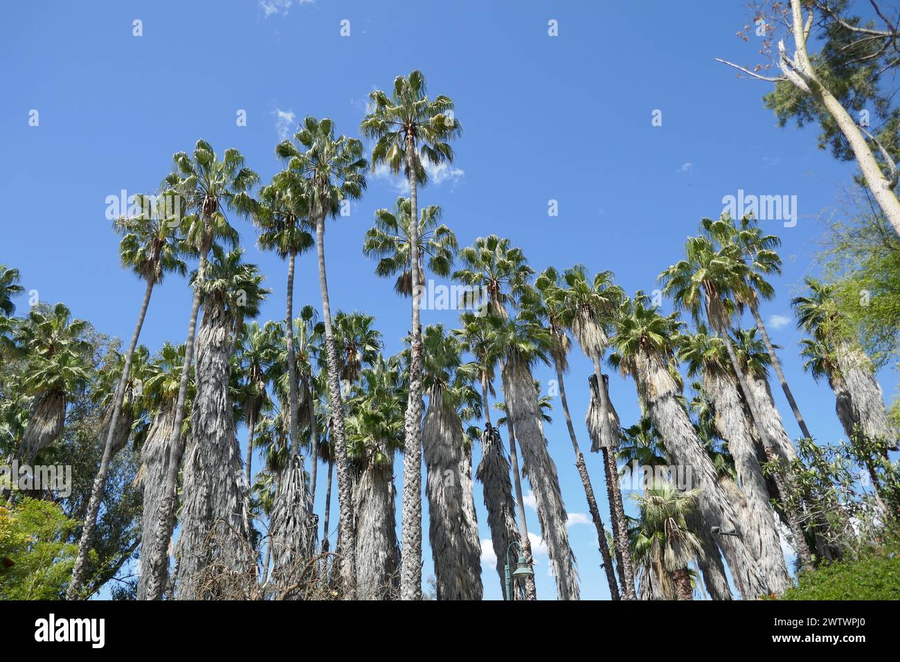 Los Angeles, California, USA 18th March 2024 Palm Trees at LA Zoo on ...