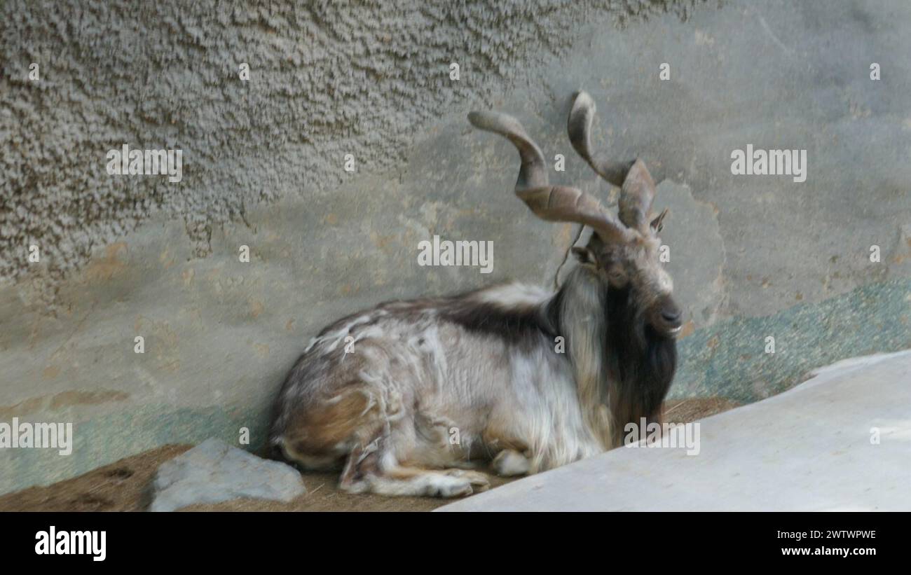 Los Angeles, California, USA 18th March 2024 Tadjik Markhor at LA Zoo ...