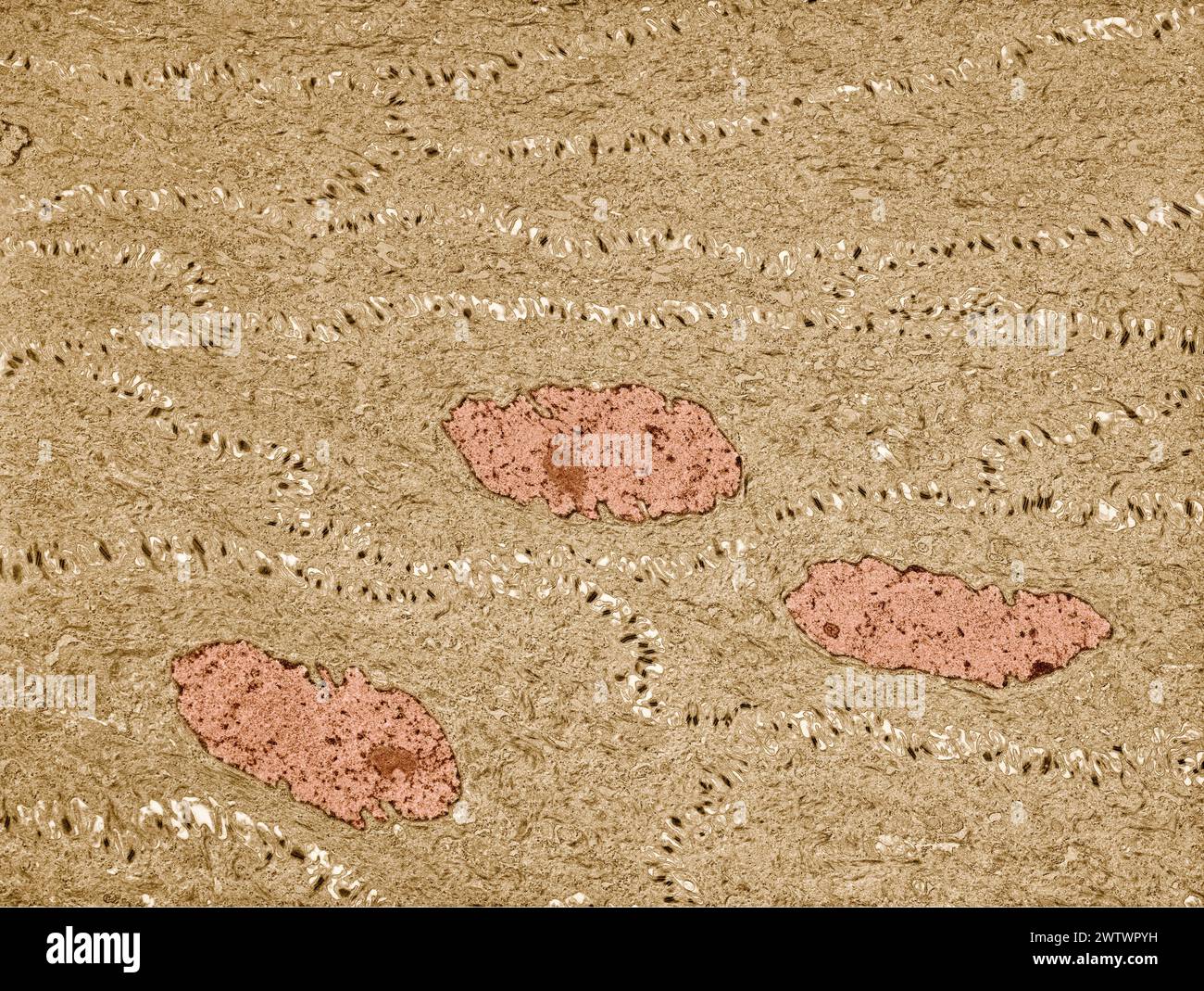 Coloured transmission electron micrograph (TEM) of epithelial cells ...