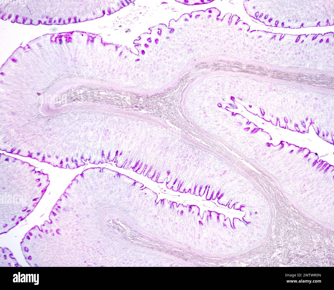 Light micrograph of the gastric wall stained with the Periodic acid ...