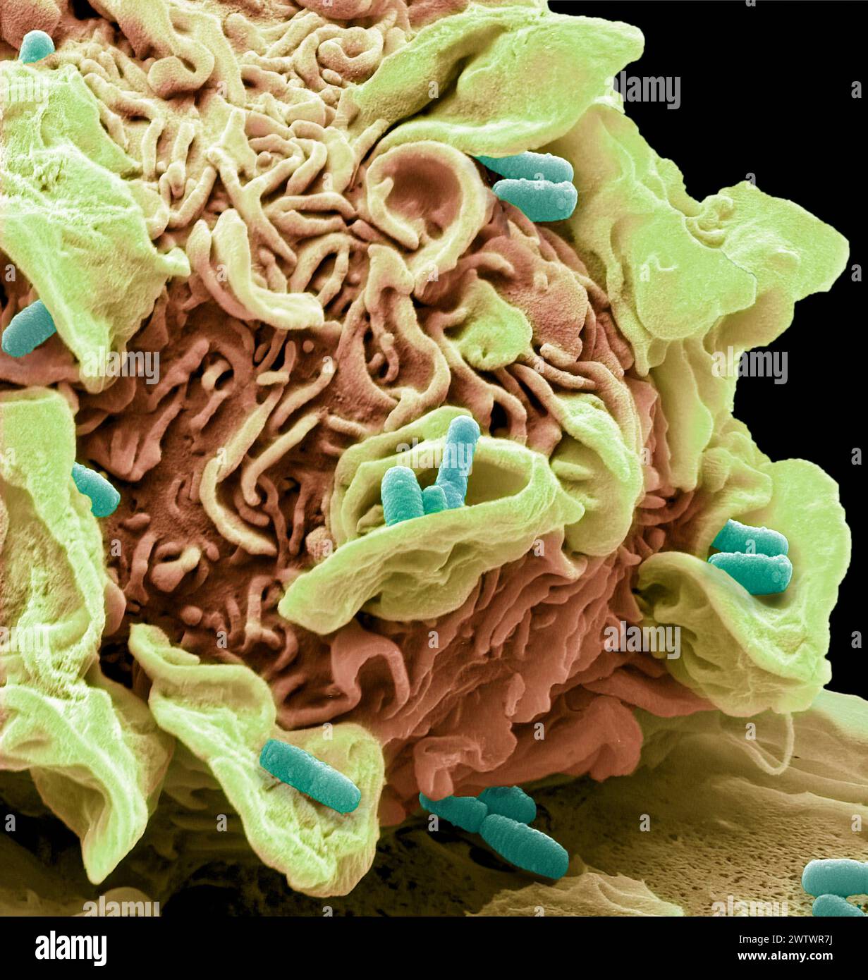 Macrophage engulfing e.coli bacteria. Coloured composition scanning ...