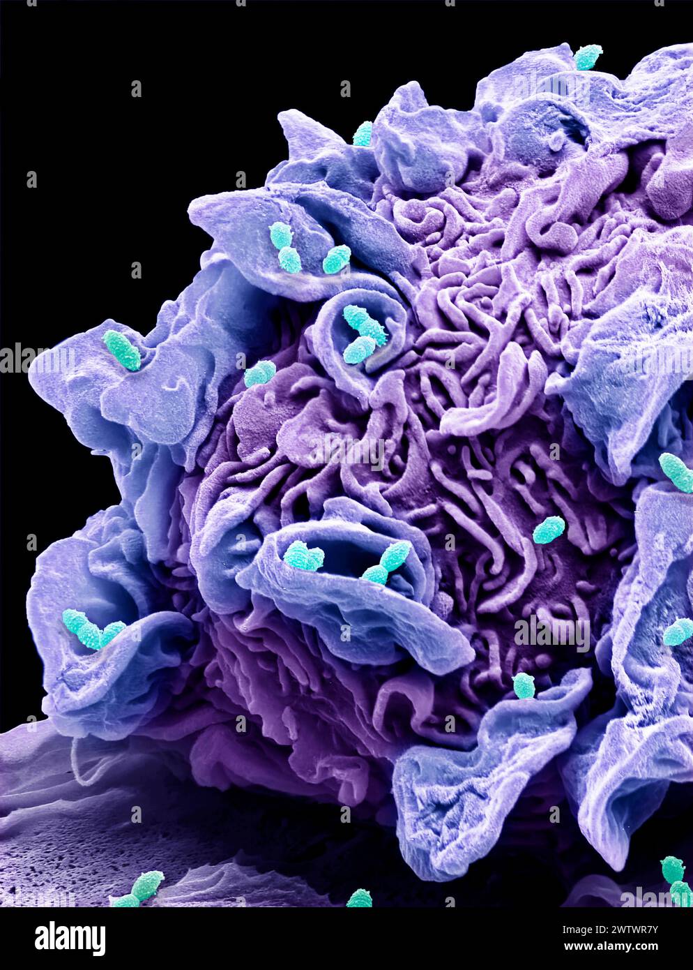 Macrophage engulfing streptococcus bacteria. Coloured composition scanning electron micrograph ...