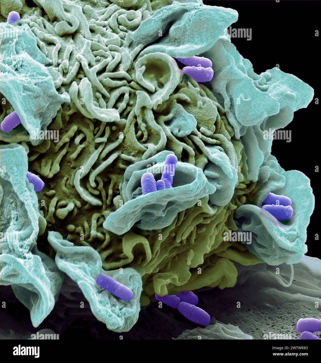 Macrophage engulfing e.coli bacteria. Coloured composition scanning electron micrograph (SEM) of ...