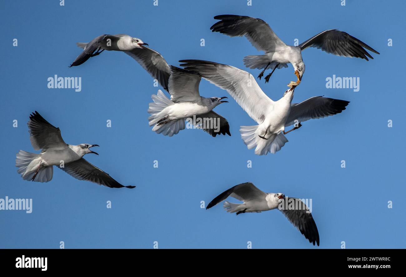 Group of laughing gulls (Leucophaeus atricilla) chasing a gull with ...