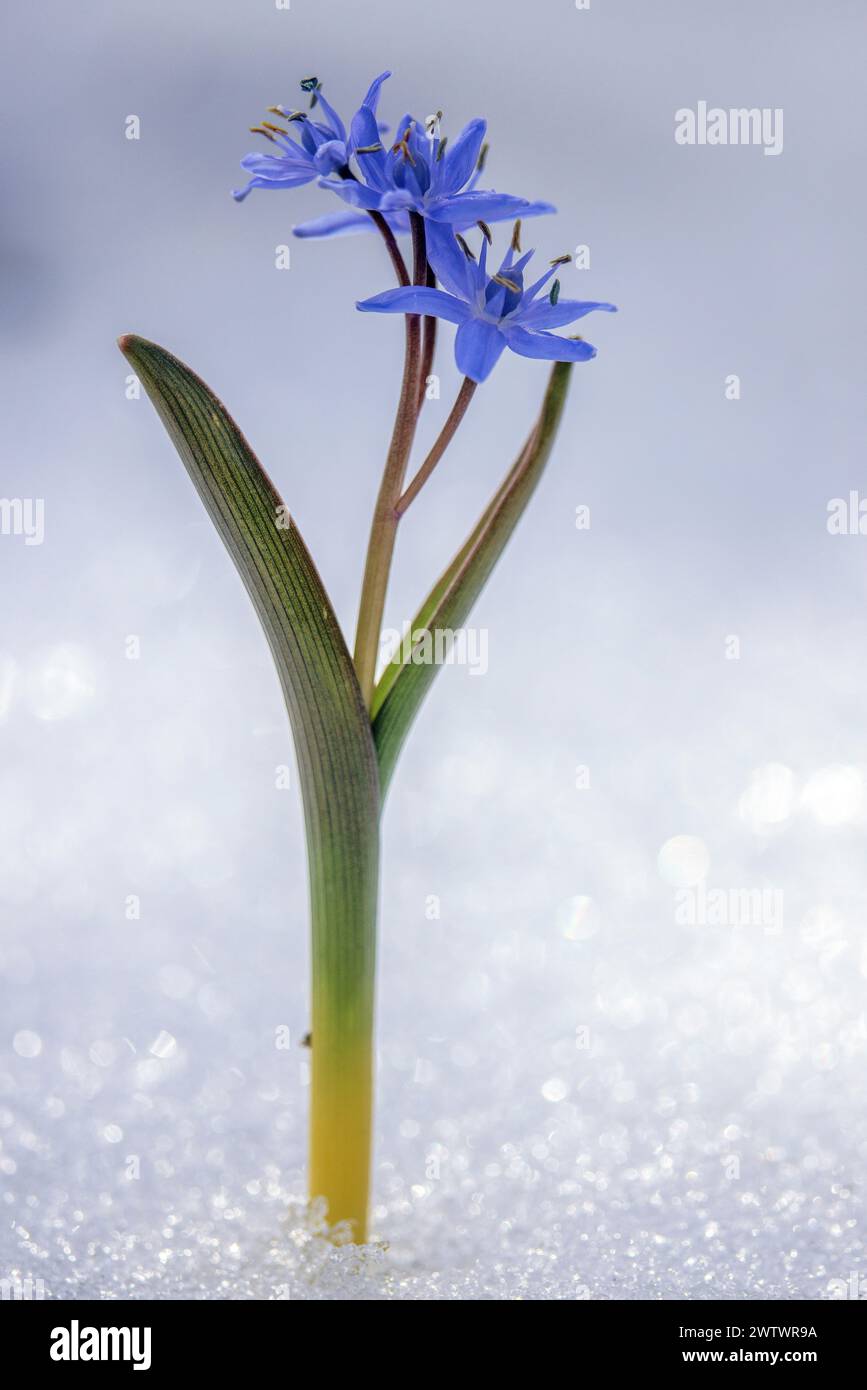 Alpine squill (Scilla bifolia) flowering through late snow Stock Photo ...