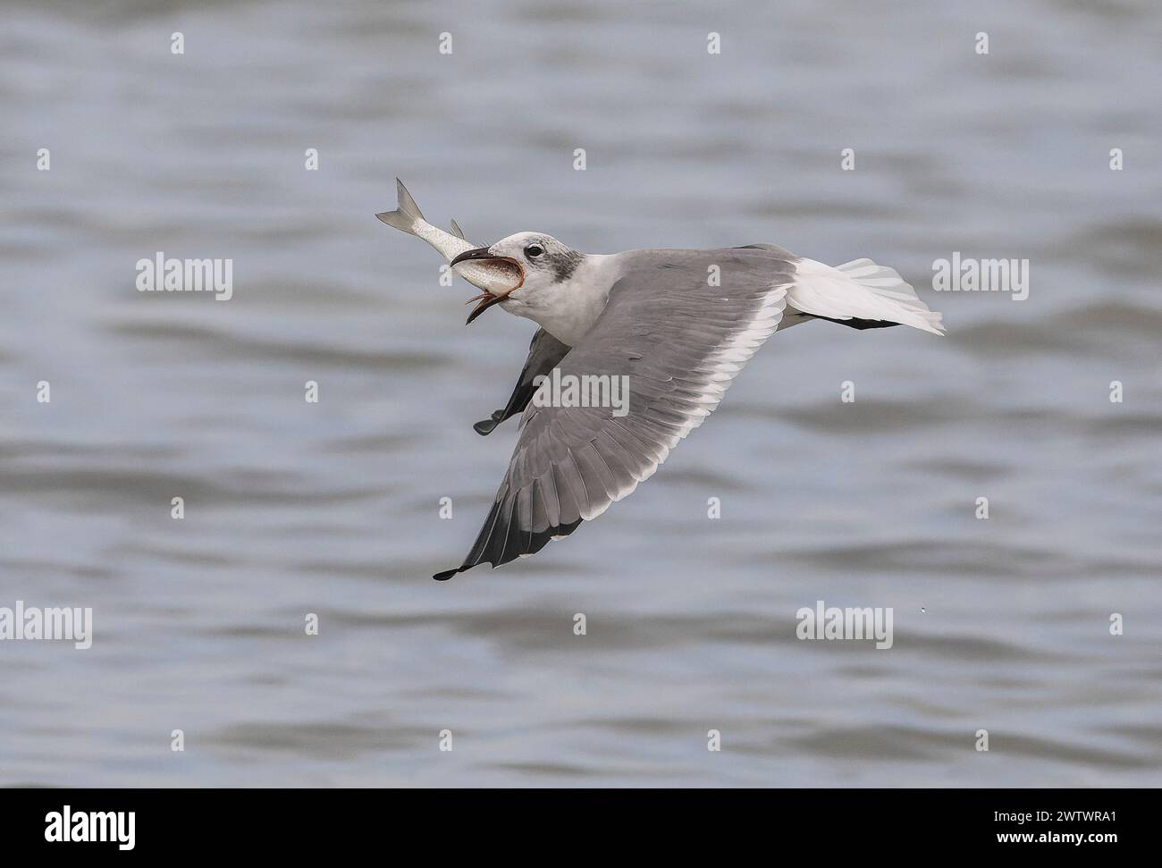 Laughing gull (Leucophaeus atricilla) in flight carrying a fish Stock ...