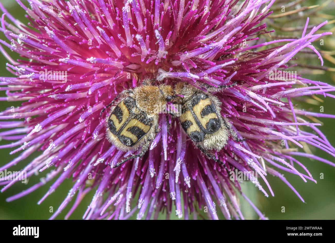 Eurasian bee beetles (Trichius fasciatus) feeding on woolly thistle ...