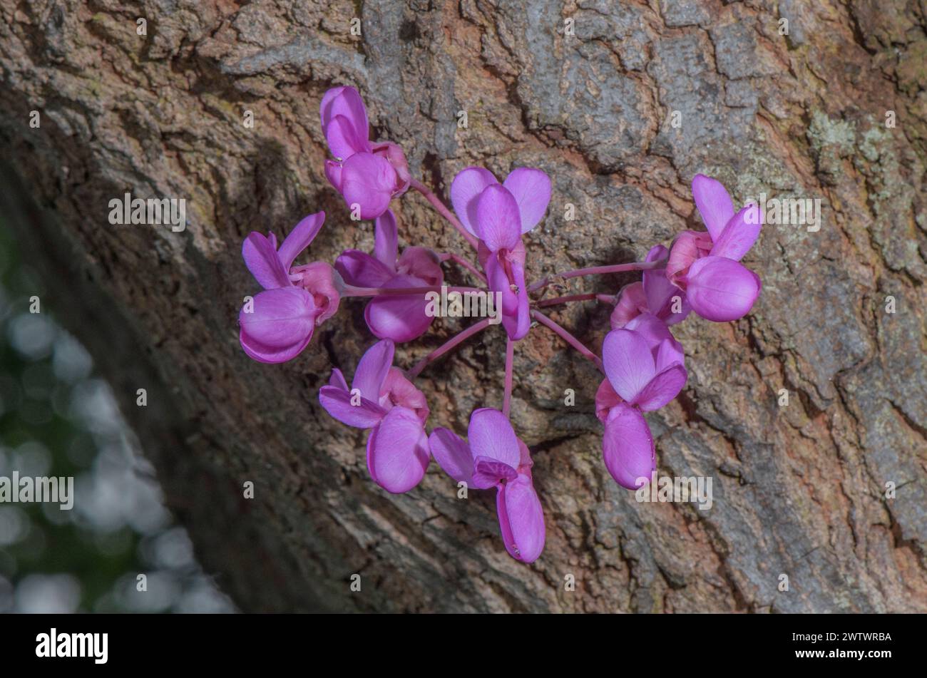Judas tree (Cercis siliquastrum) flowers growing directly from the ...