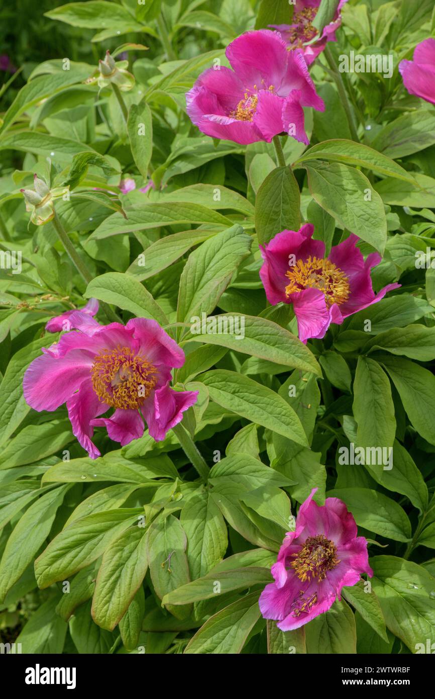 Common peony (Paeonia officinalis) in flower in the Italian Alps Stock ...