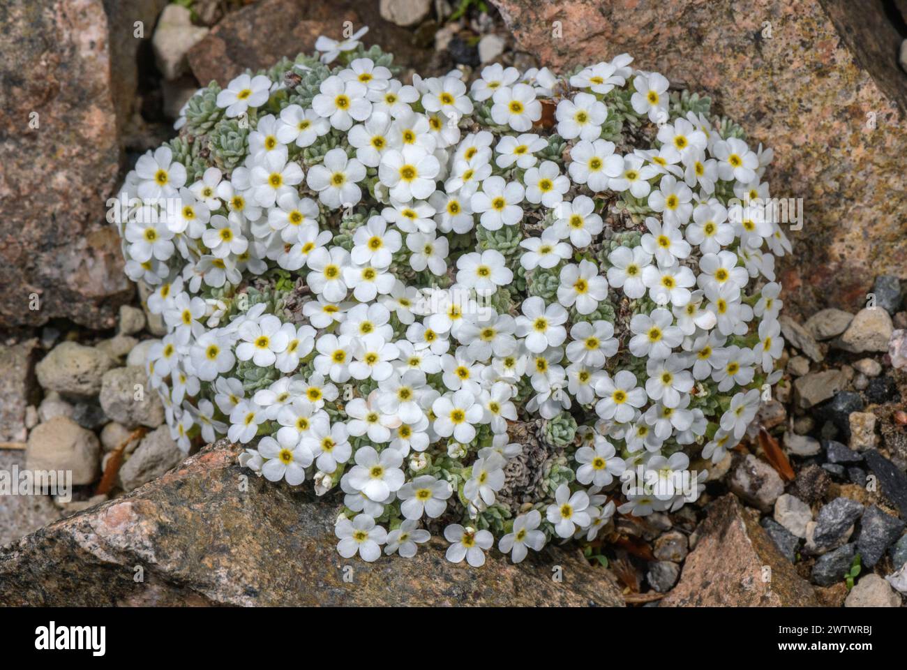 Vandelli's Rock-Jasmine (Androsace vandellii) in flower in the Swiss ...