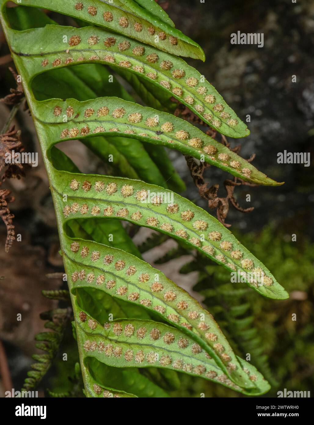 Intermediate polypody (Polypodium interjectum) frond with ripe sori ...