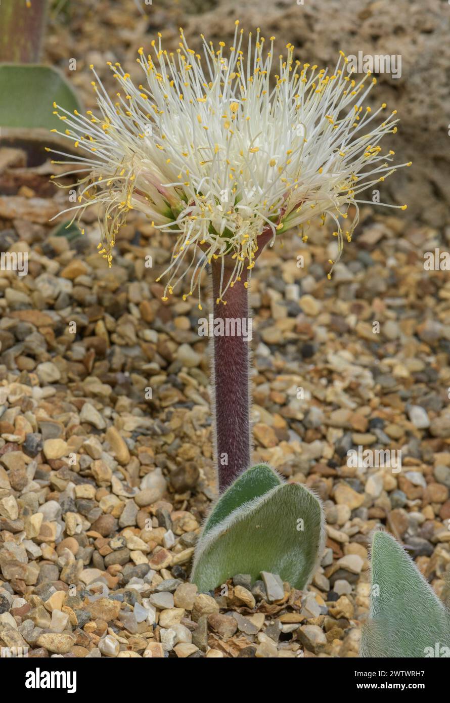 Rabbit's ears (Haemanthus humilis ssp. hirsutus Stock Photo - Alamy