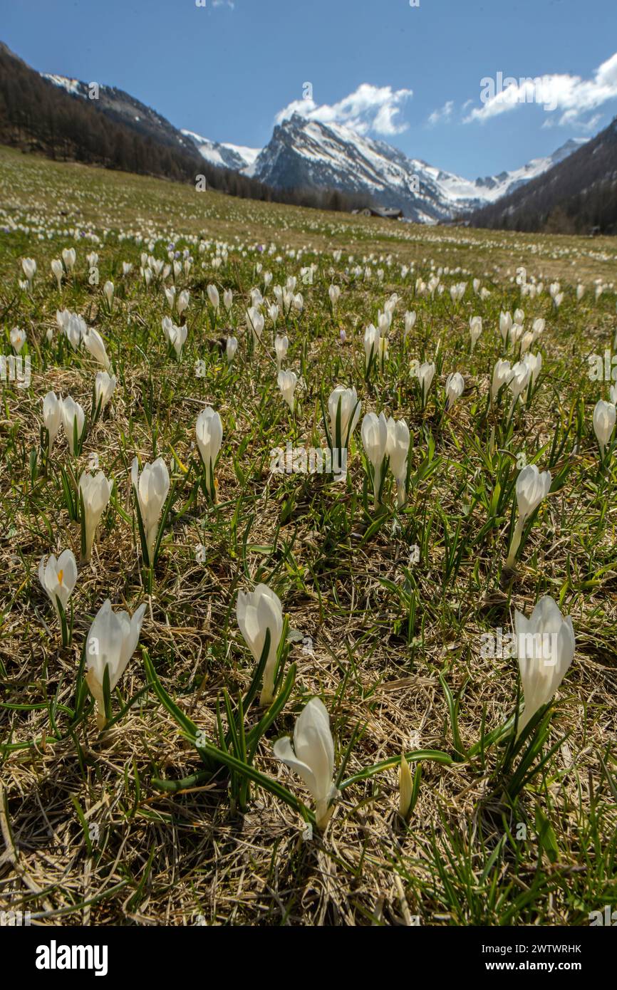 Spring Crocus (Crocus vernus, Crocus albiflorus Stock Photo - Alamy