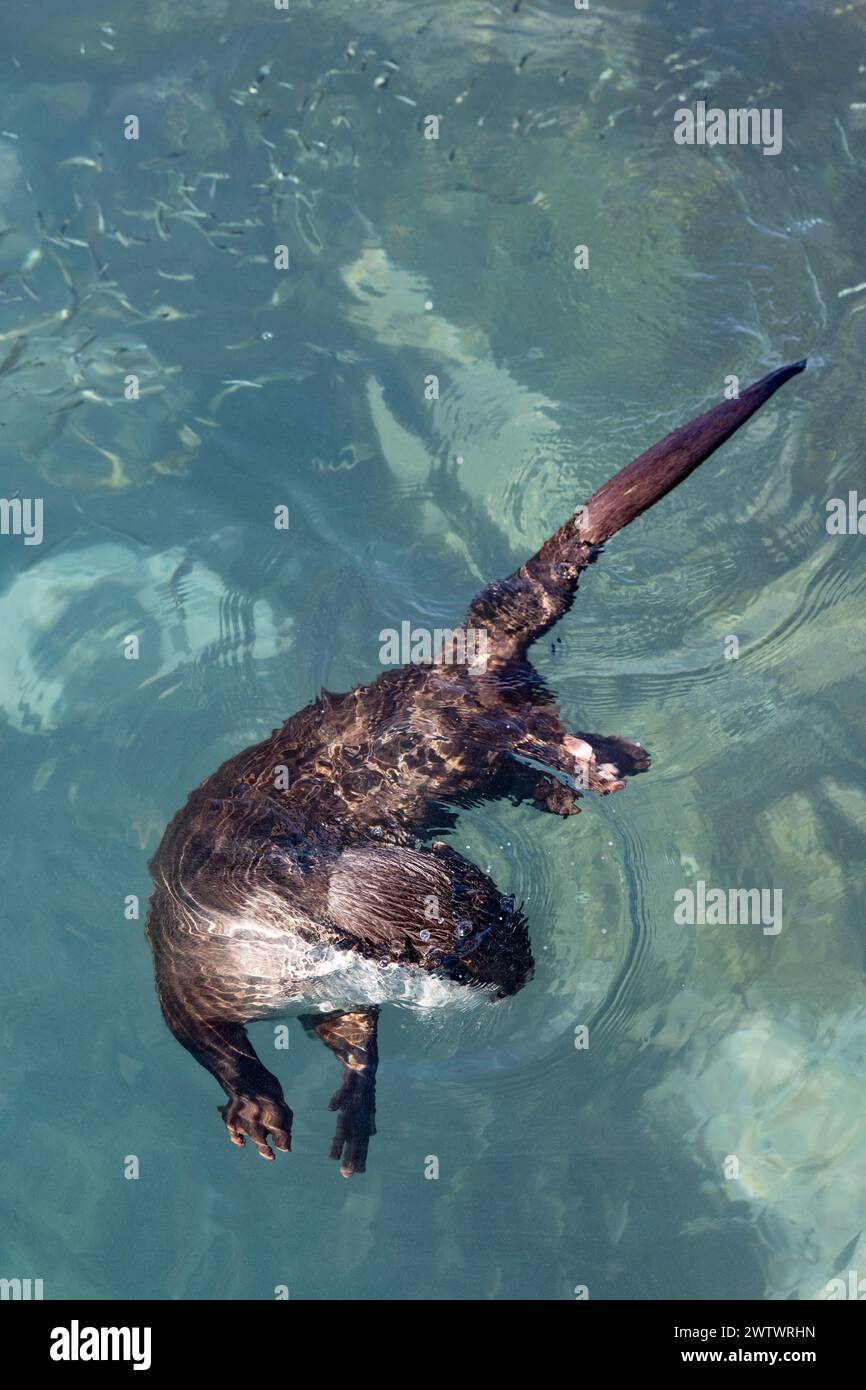 Young Cape clawless otter (Aonyx capensis), also known as the African ...