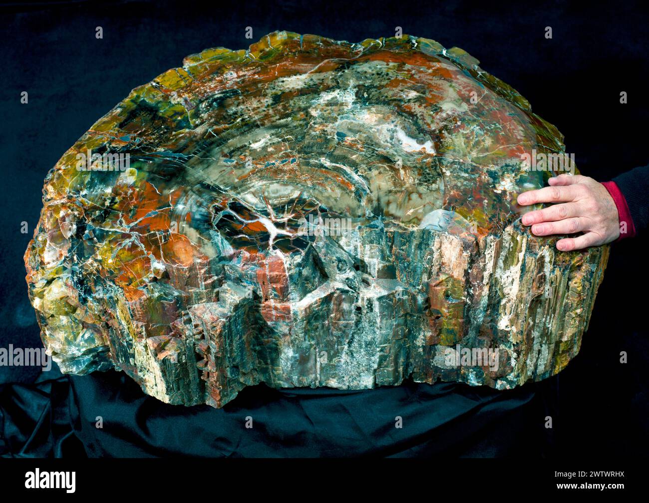 Petrified wood specimen. Petrifaction describes the fossilisation of ...