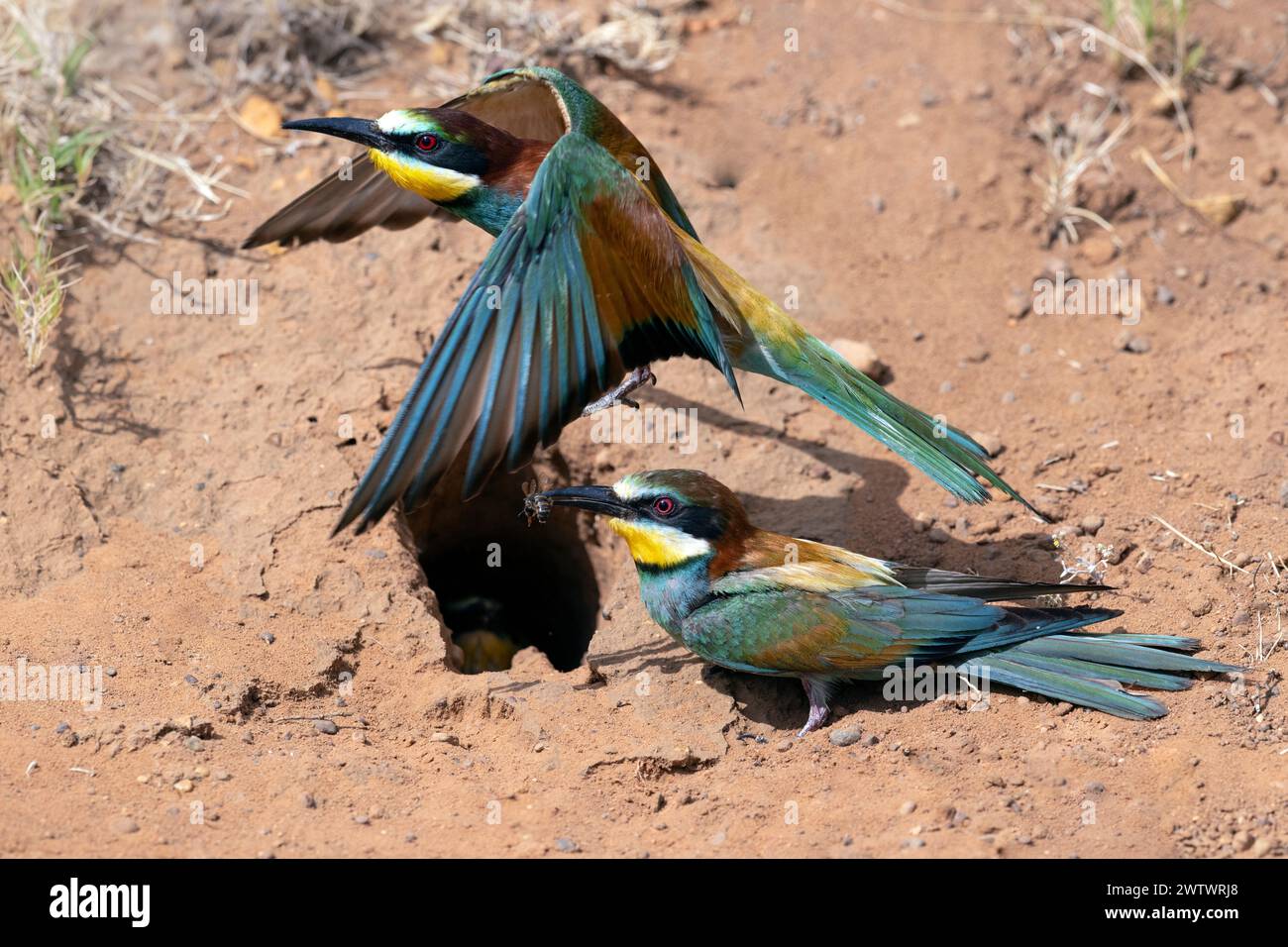 Pair of European bee-eaters (Merops apiaster) with their chick ...