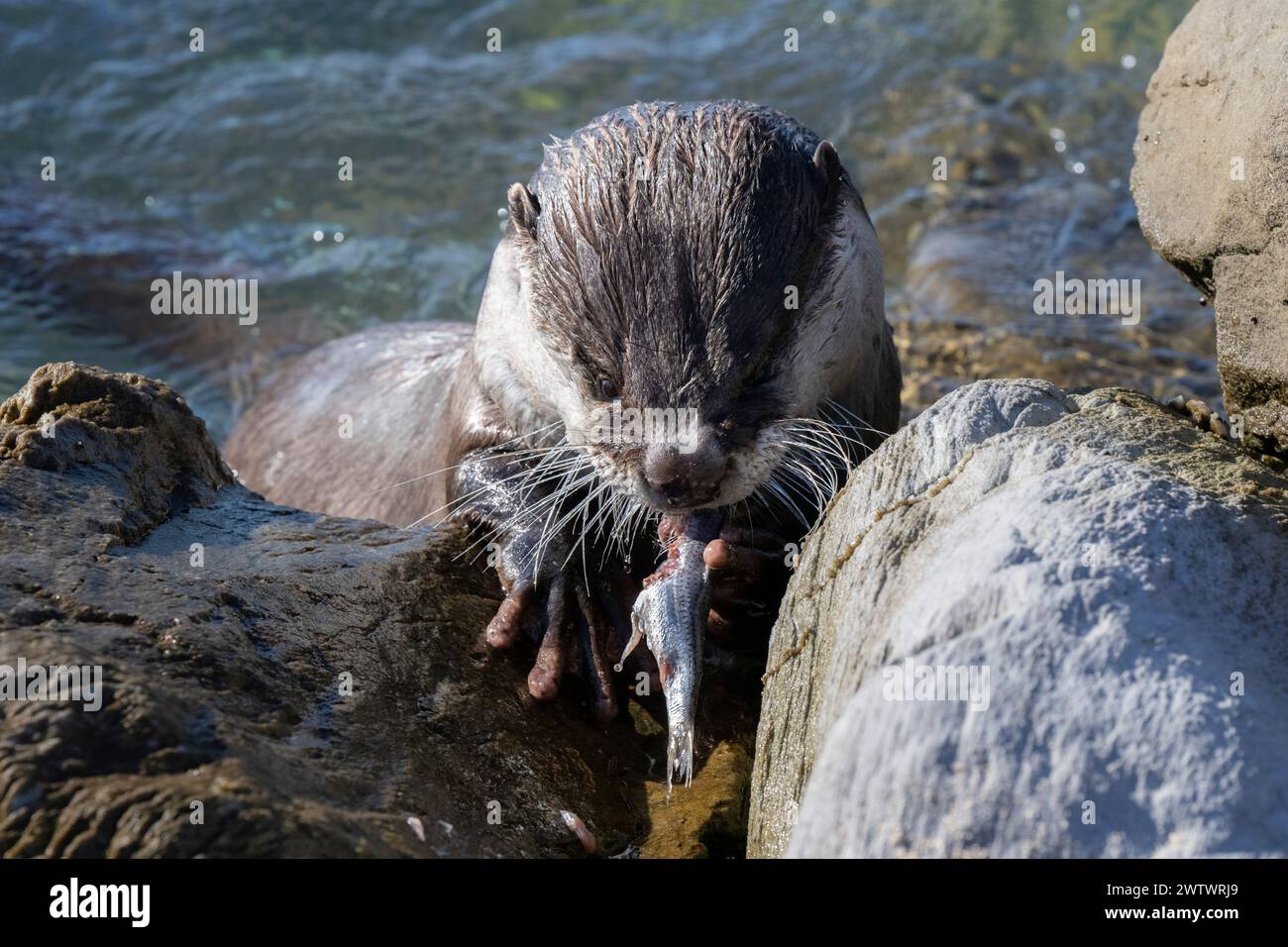 Young Cape clawless otter (Aonyx capensis), also known as the African ...