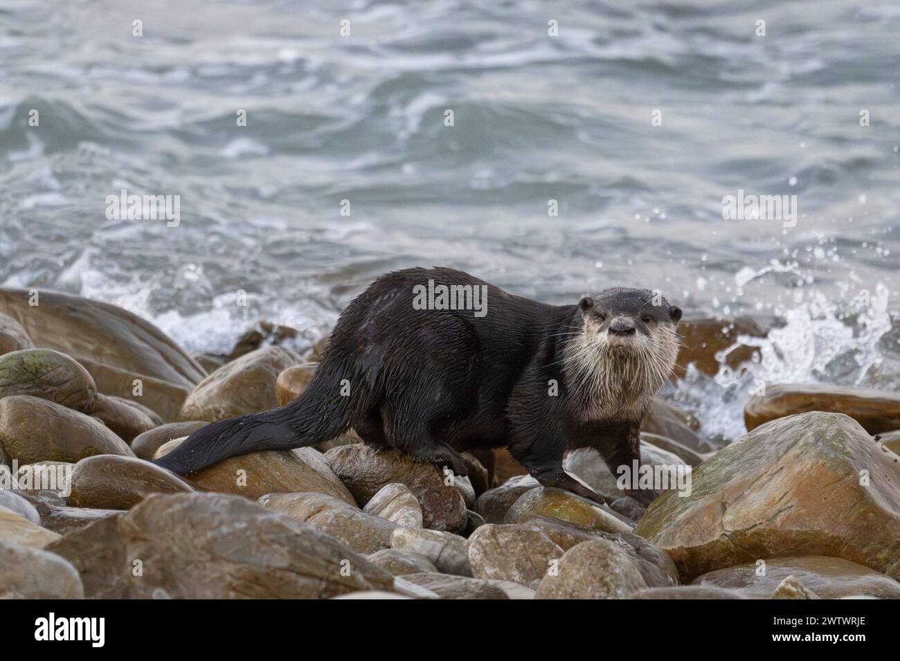 Young Cape clawless otter (Aonyx capensis), also known as the African ...