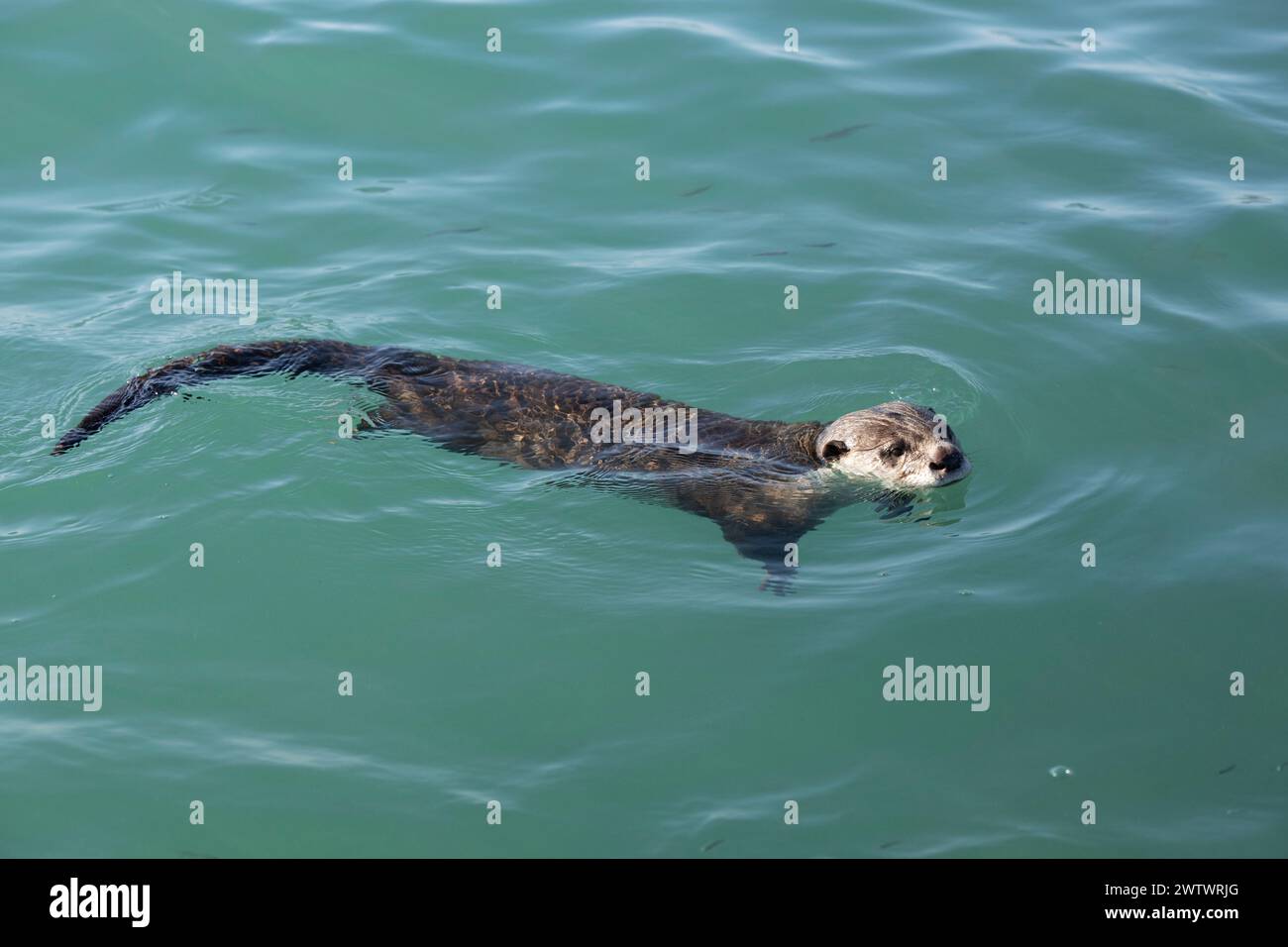 Young Cape clawless otter (Aonyx capensis), also known as the African ...
