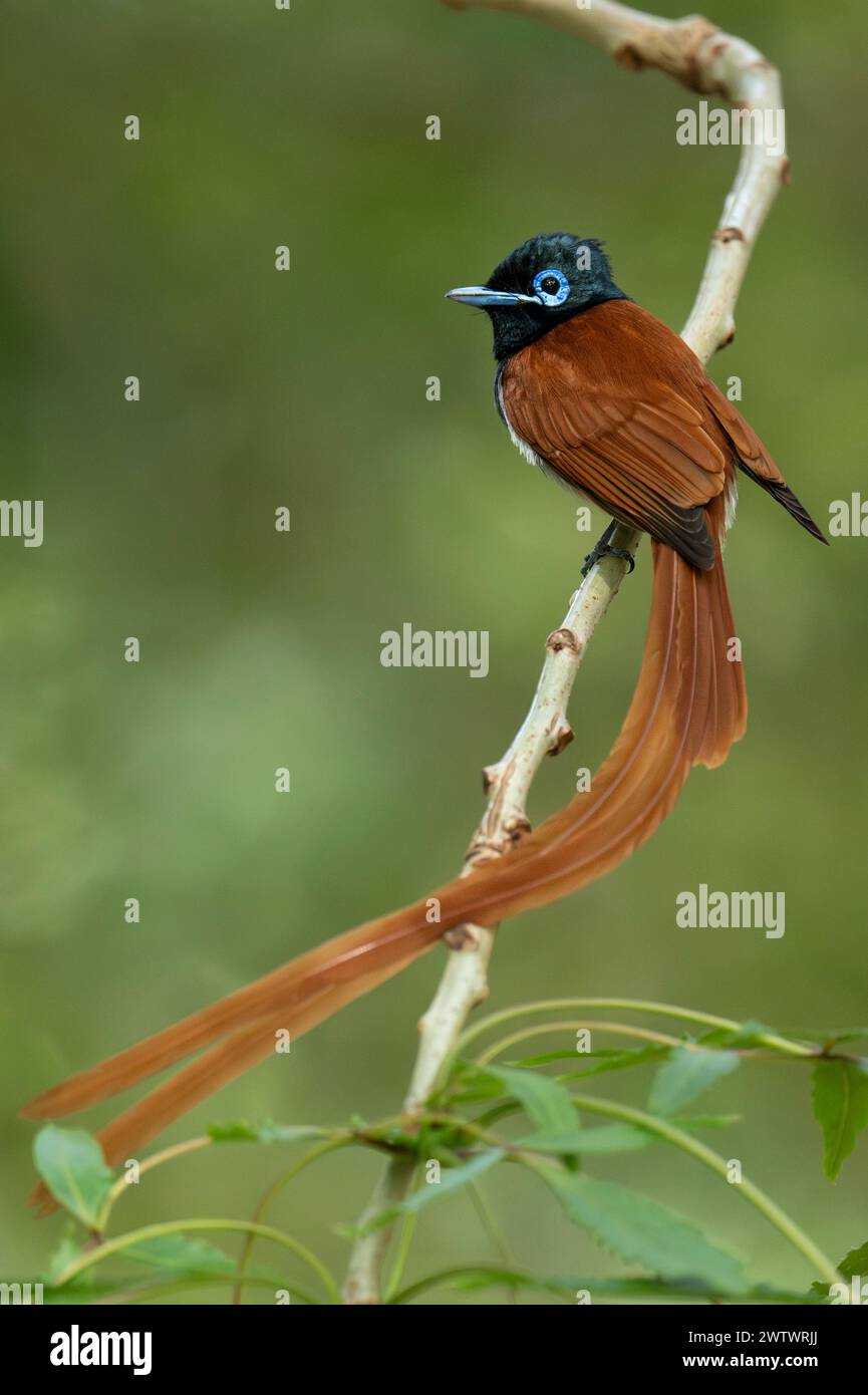 Male African paradise flycatcher (Terpsiphone viridis) in breeding ...