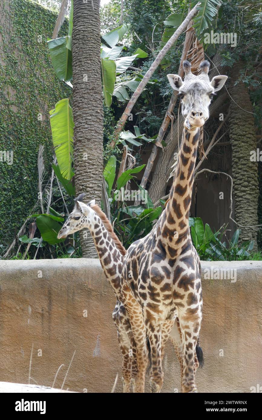 Los Angeles, California, USA 18th March 2024 Baby Maasai Giraffe, Masai ...