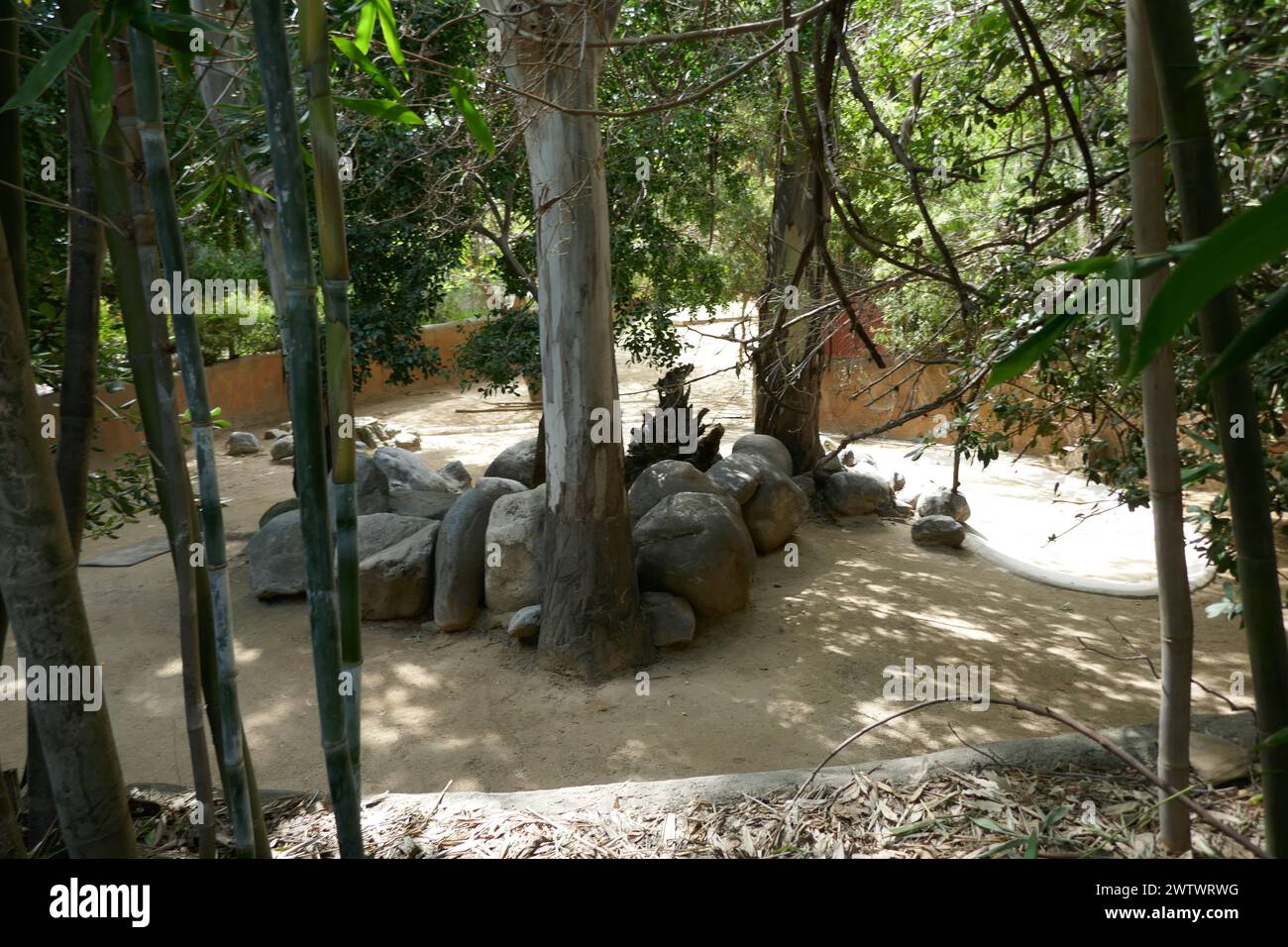 Los Angeles, California, USA 18th March 2024 Mountain Bongos Habitat at ...