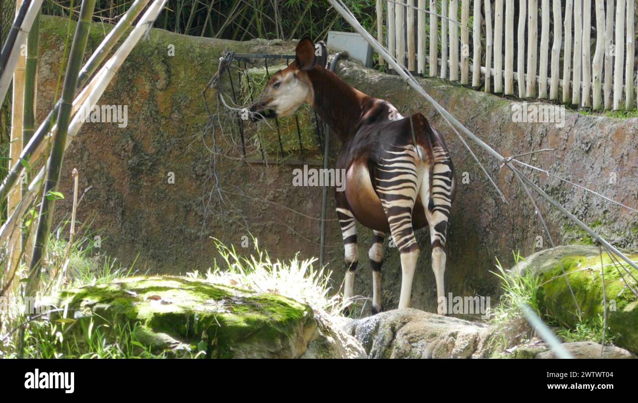 Los Angeles, California, USA 18th March 2024 Okapi at LA Zoo on March 18, 2024 in Los Angeles ...