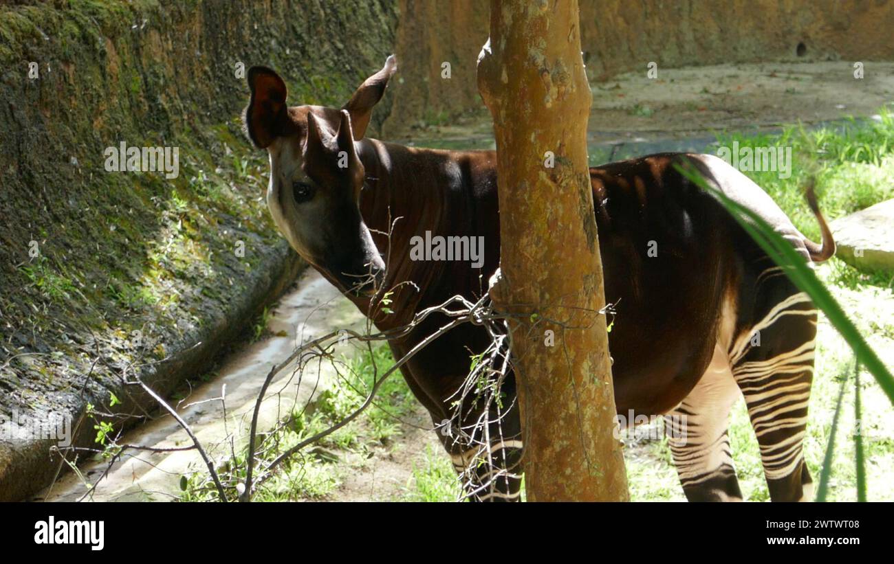 Los Angeles, California, USA 18th March 2024 Okapi at LA Zoo on March 18, 2024 in Los Angeles ...