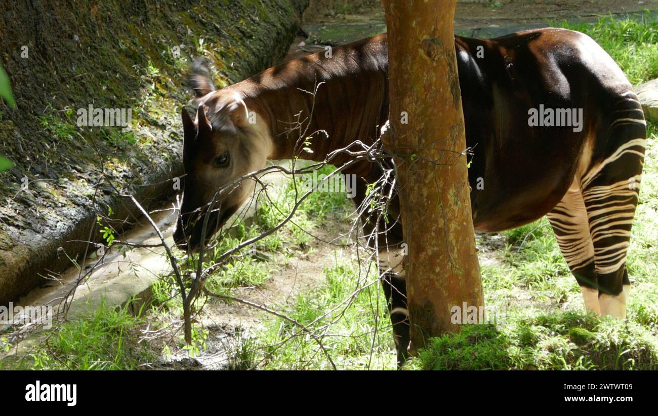 Los Angeles, California, USA 18th March 2024 Okapi at LA Zoo on March 18, 2024 in Los Angeles ...