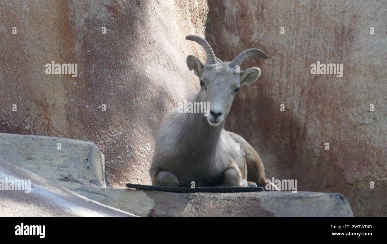 Los Angeles, California, USA 18th March 2024 Desert Bighorn Sheep at LA ...