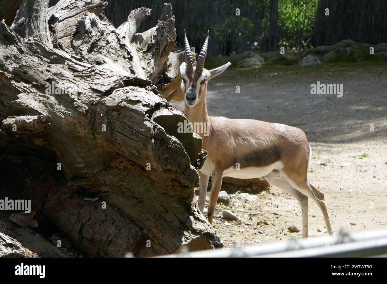 Los Angeles, California, USA 18th March 2024 SpekeÕs Gazelle at LA Zoo ...