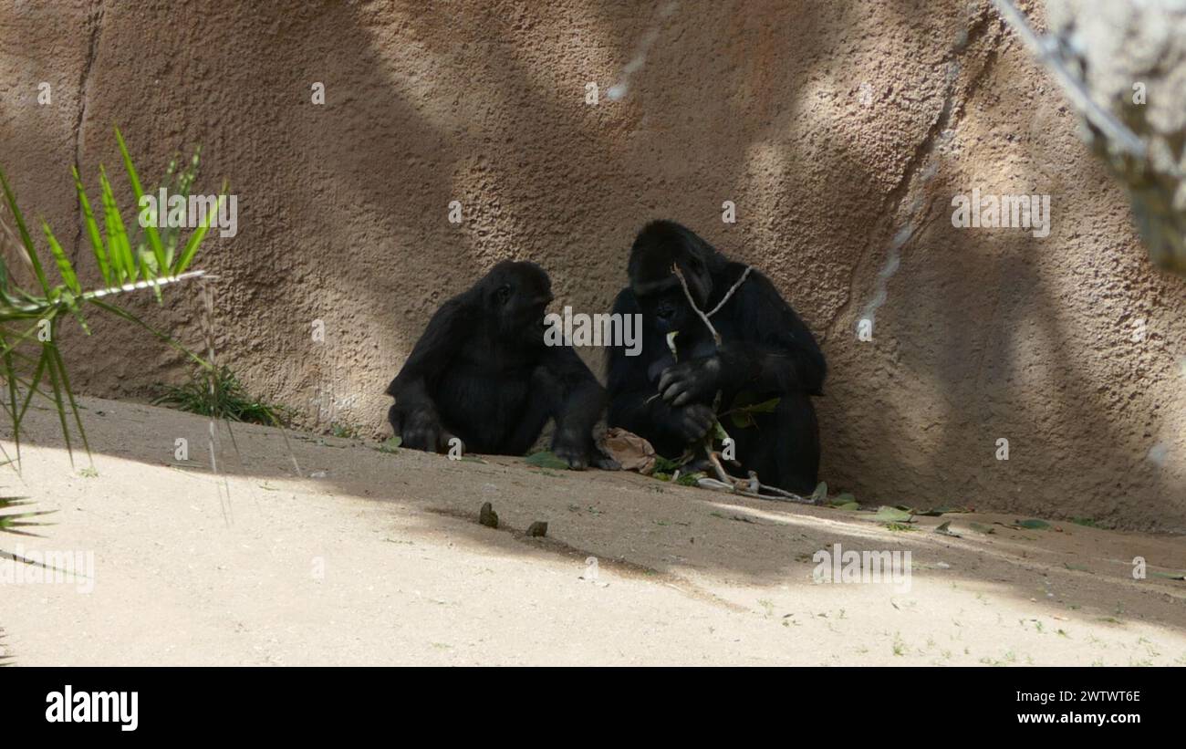 Los Angeles, California, USA 18th March 2024 Western Lowland Gorillas at LA Zoo on March 18 ...