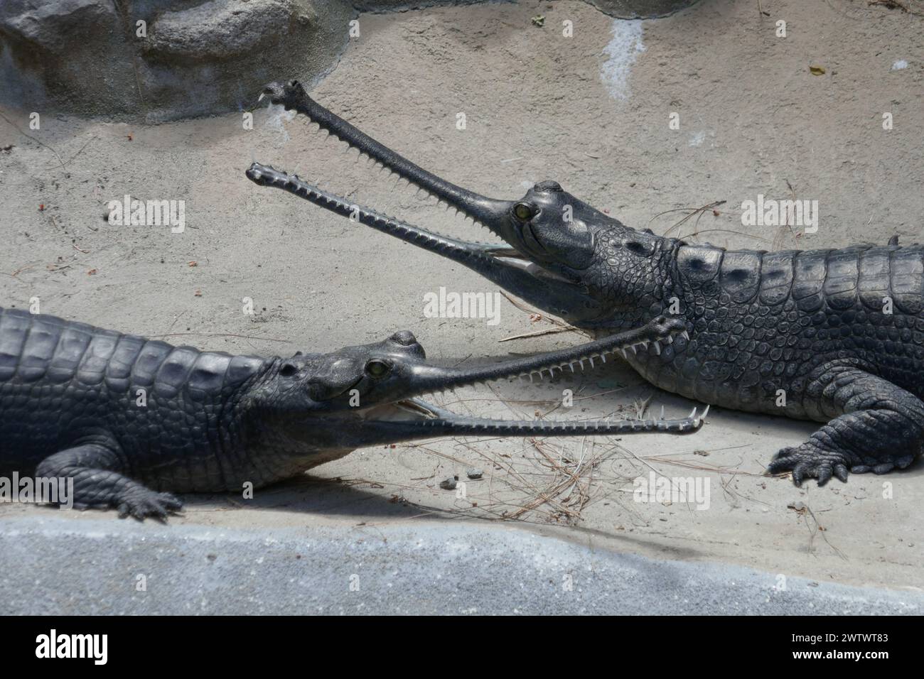 Los Angeles, California, USA 18th March 2024 Indian Gharials at LA Zoo ...
