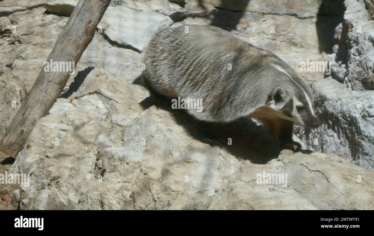 Los Angeles, California, USA 18th March 2024 American Badger Remi at LA ...