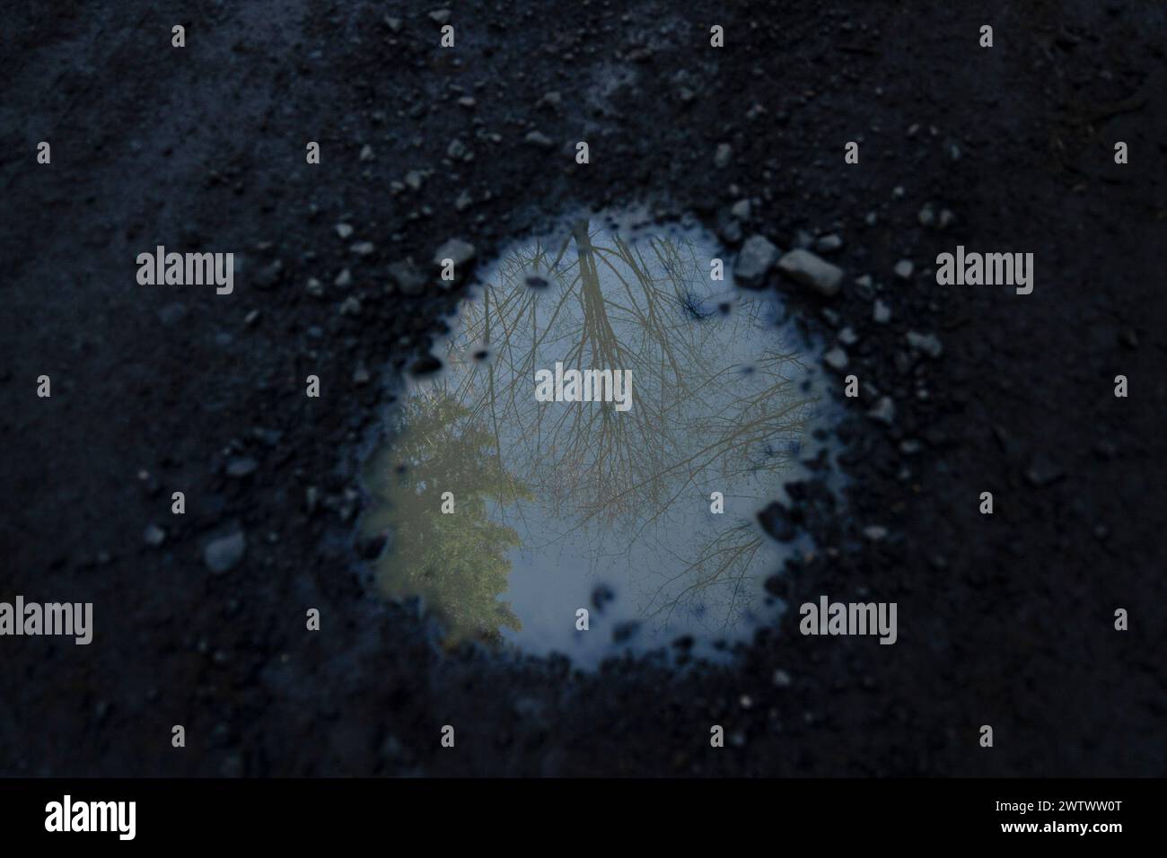 Trees are reflected in a pothole along a road in the Capitol Forest ...