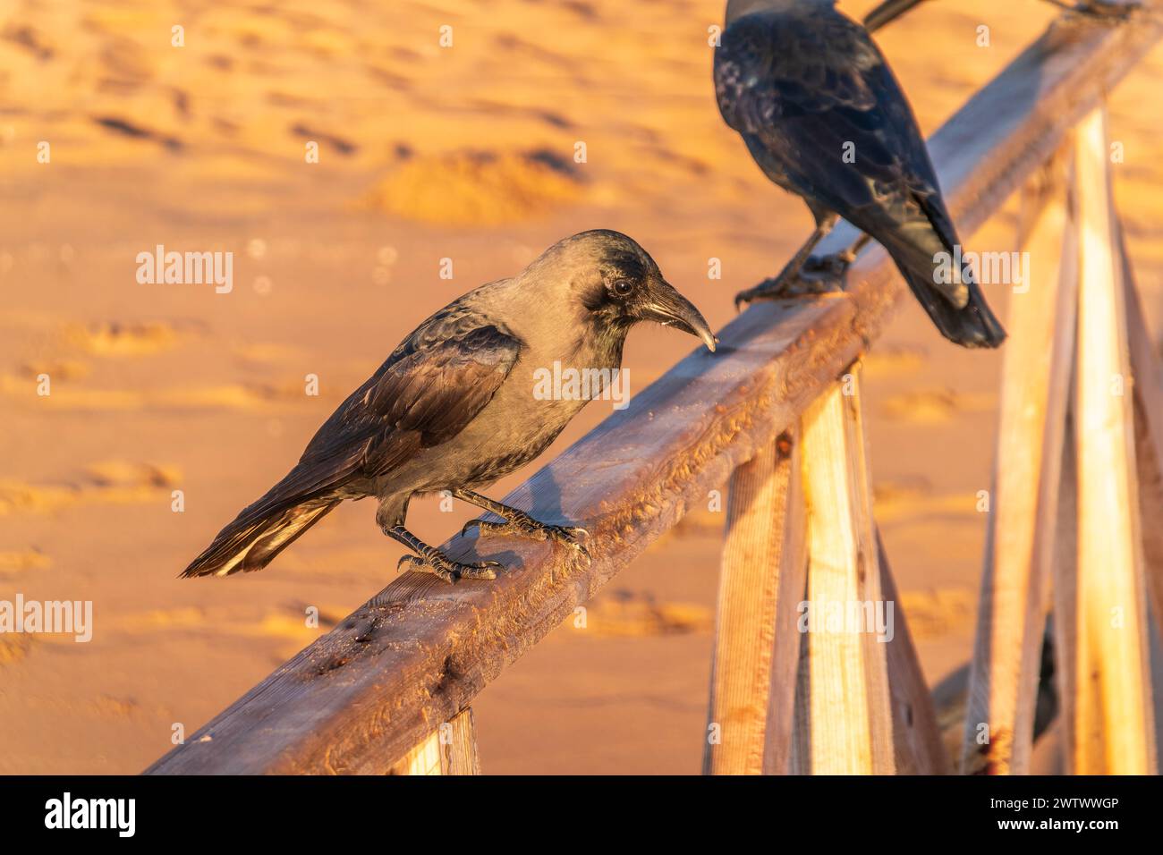 The brown-necked raven (Corvus ruficollis) sitting on a wooden fence ...