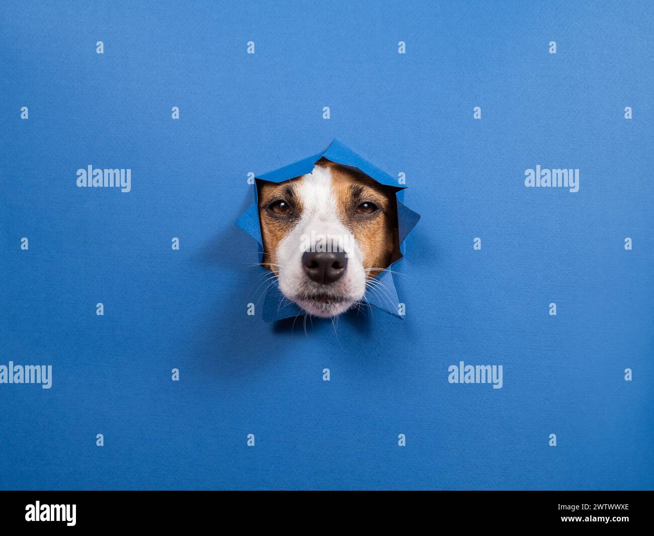 Funny dog jack russell terrier leans out of a hole in a paper blue ...
