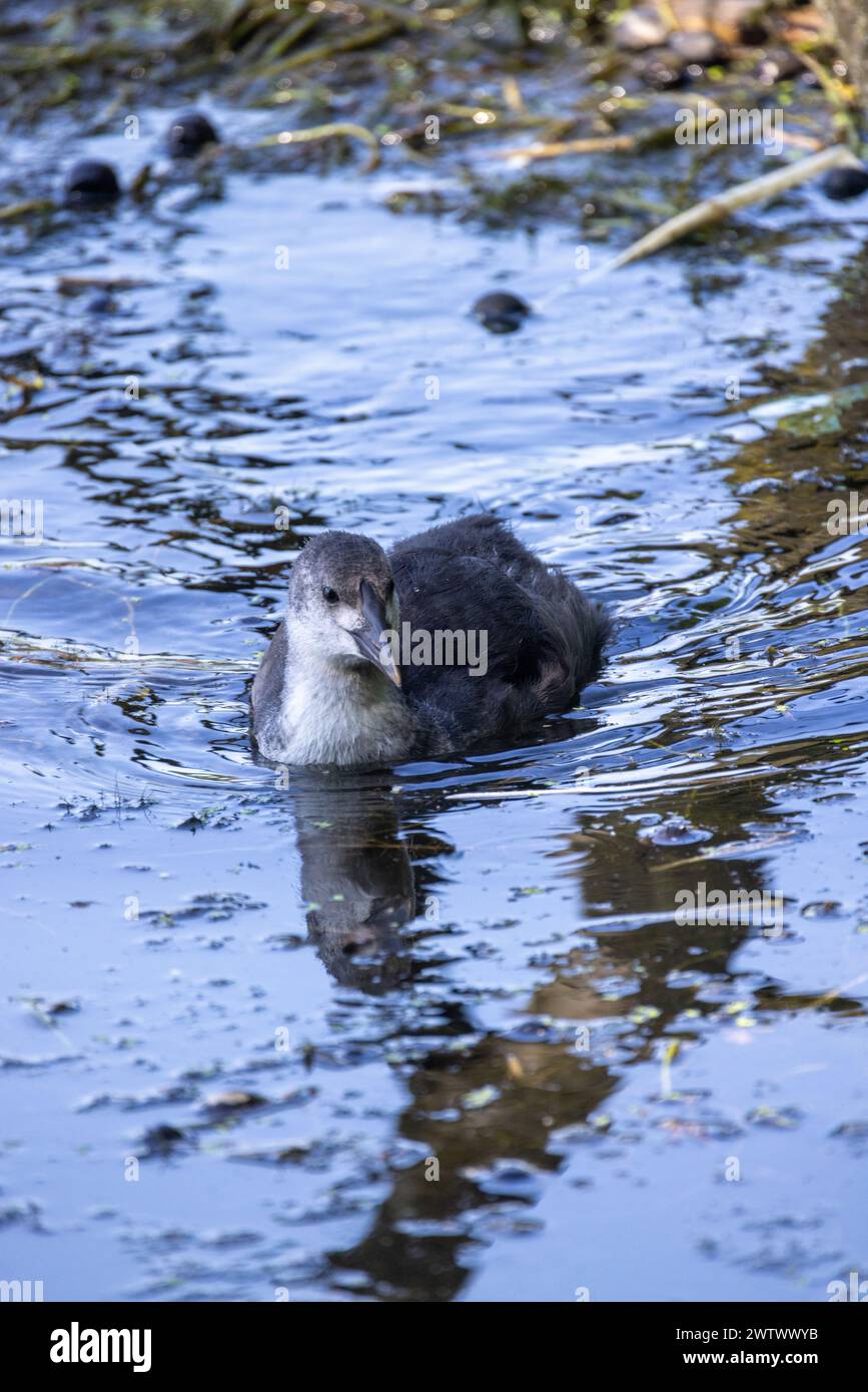 A young Eurasian coot, known scientifically as Fulica atra, navigates ...